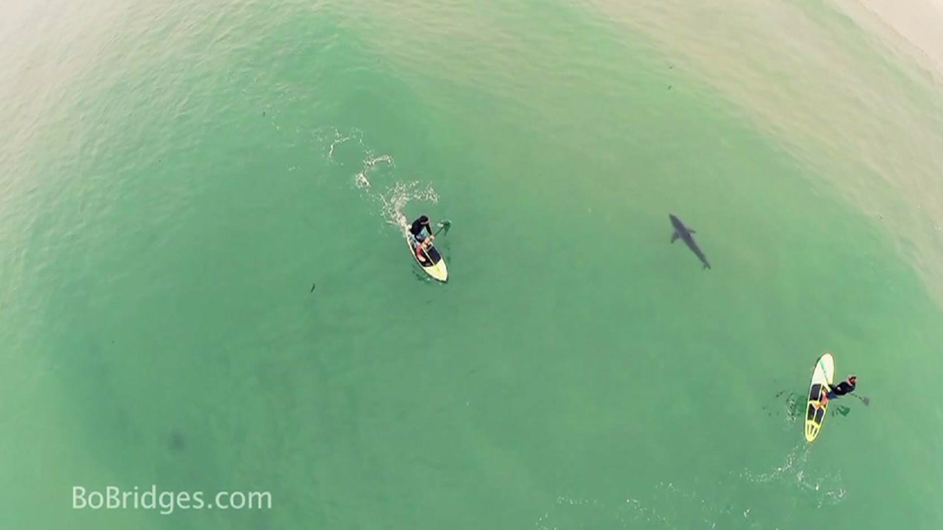 Amazing Video Captures Shark Swimming By Paddleboarders in Manhattan ...
